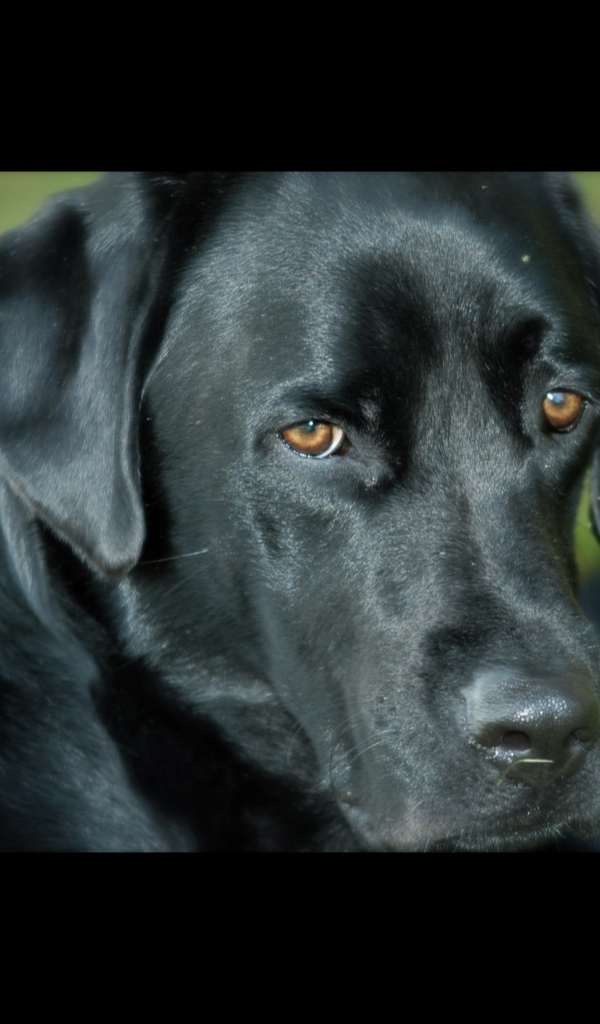 Black Lab Wallpaper