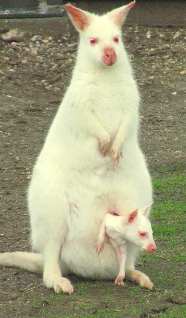 cute wallaby Wallpaper -- HD Wallpapers of cute wallaby! - Application ...