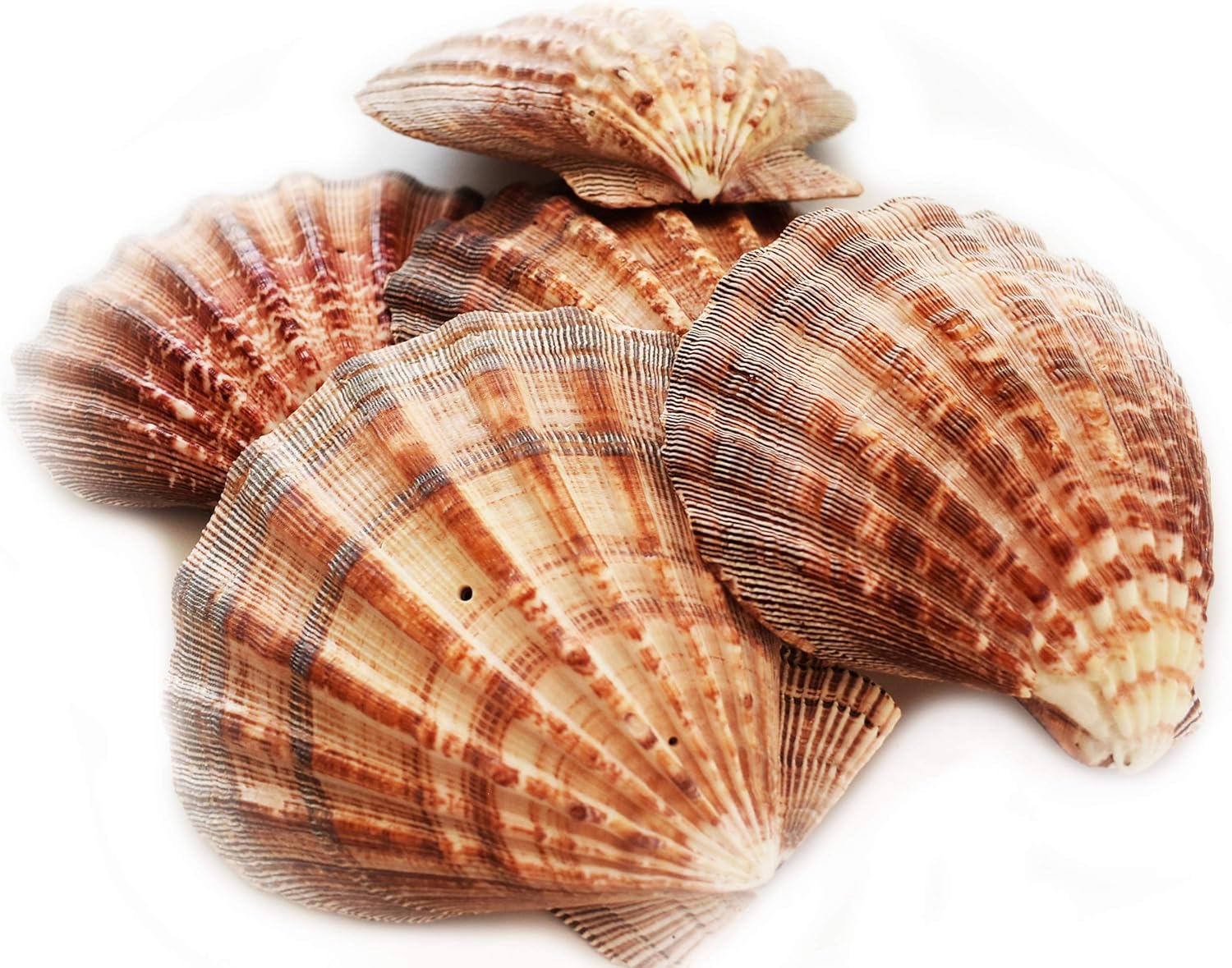 Amazon.com: Set of 4 Large Lions Paw Scallops 5-6" Seashell for Baking ...