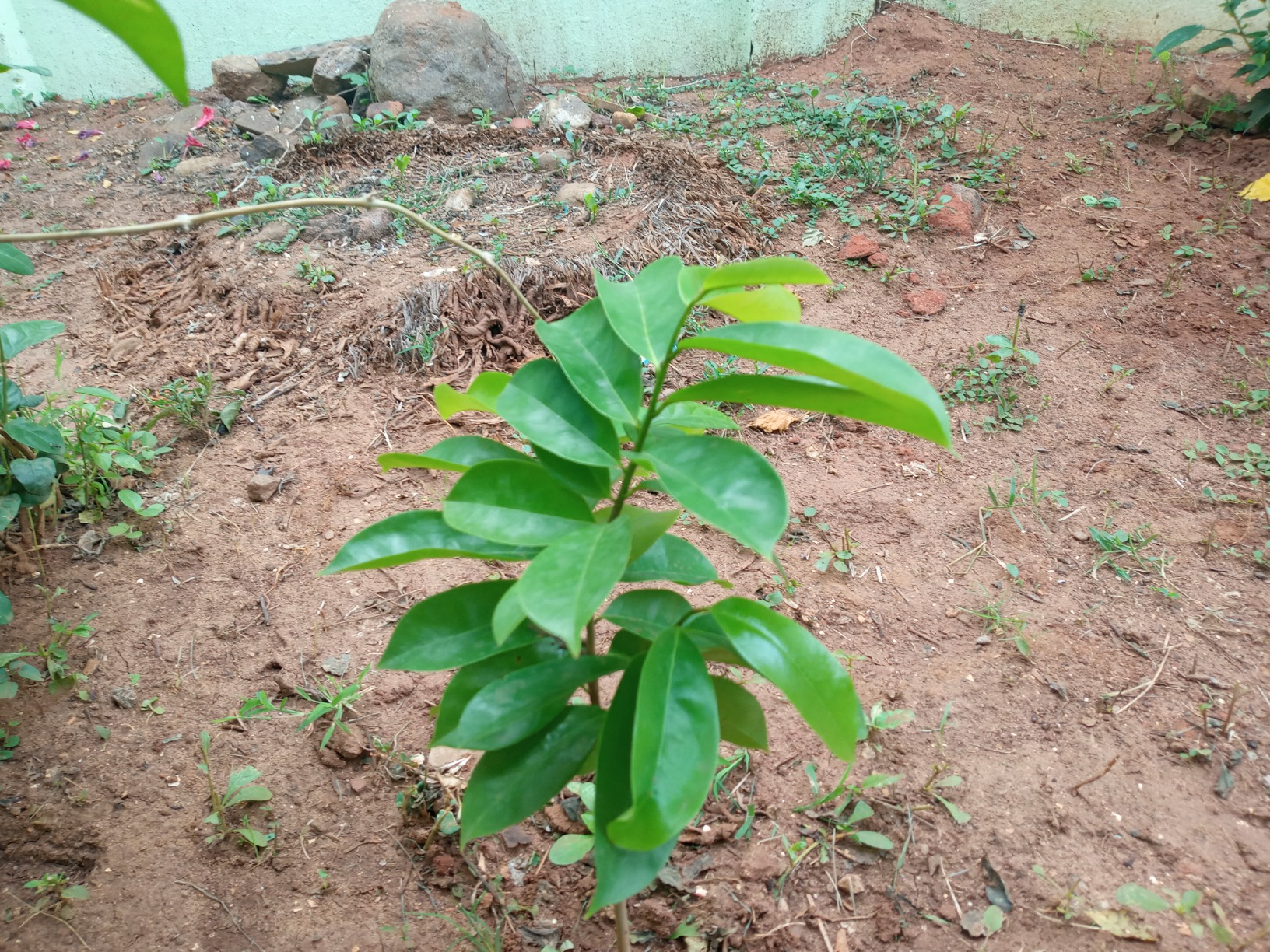 Creative Farmer Live Fruit Plant Soursop Annona Muricata Soursop ...