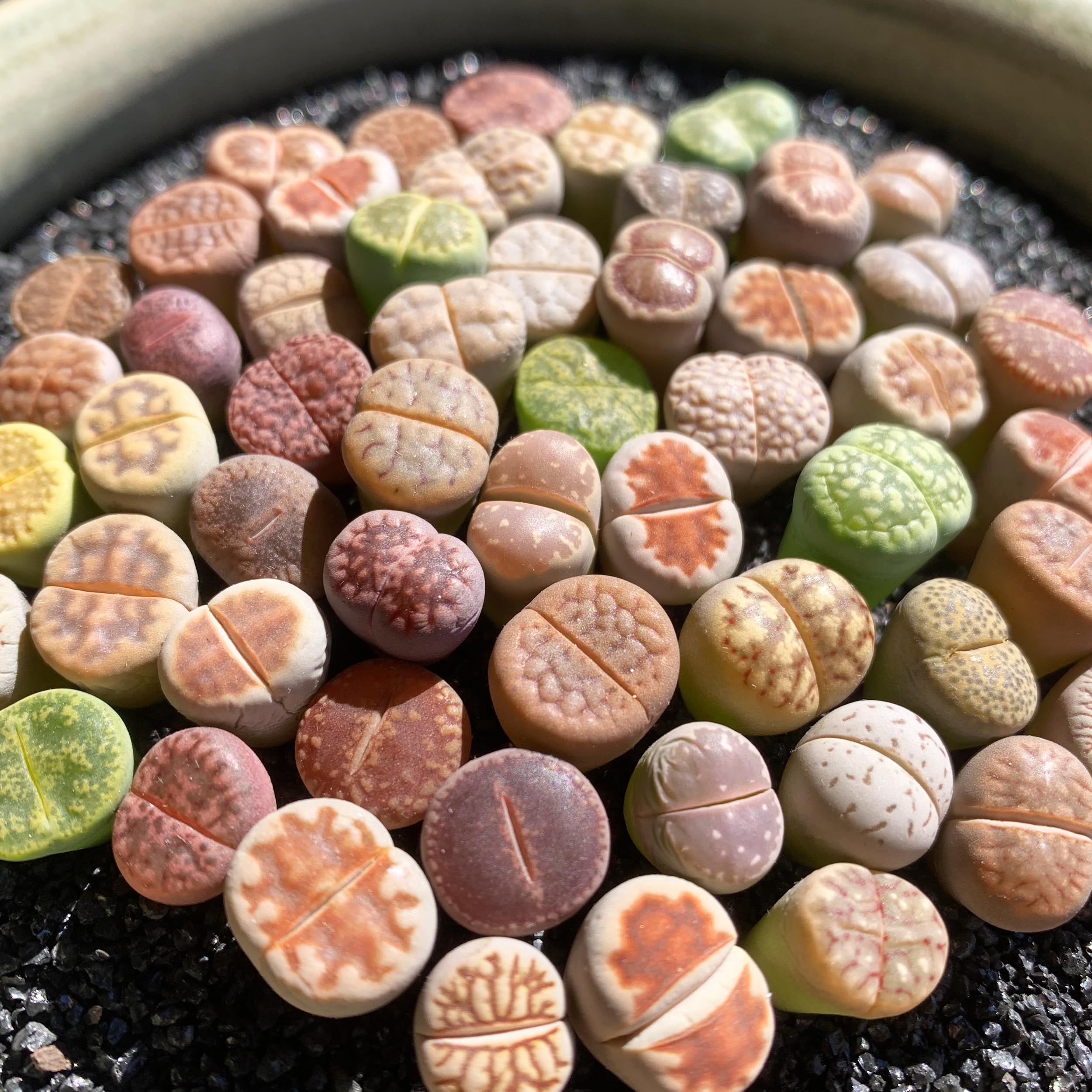 Amazon.com : Lithops Small Random Mix Rare Live Succulent Plants, 30/50 ...