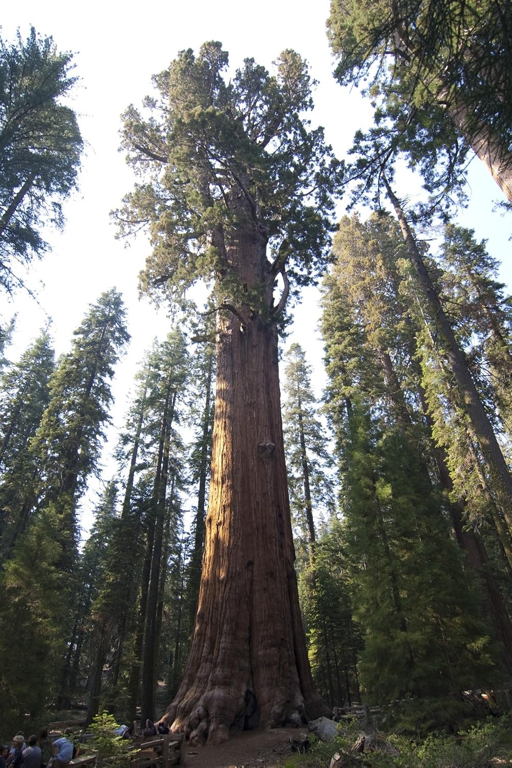 10 semillas de árbol de secuoya gigante, secoya sierrabonsái de árbol ...