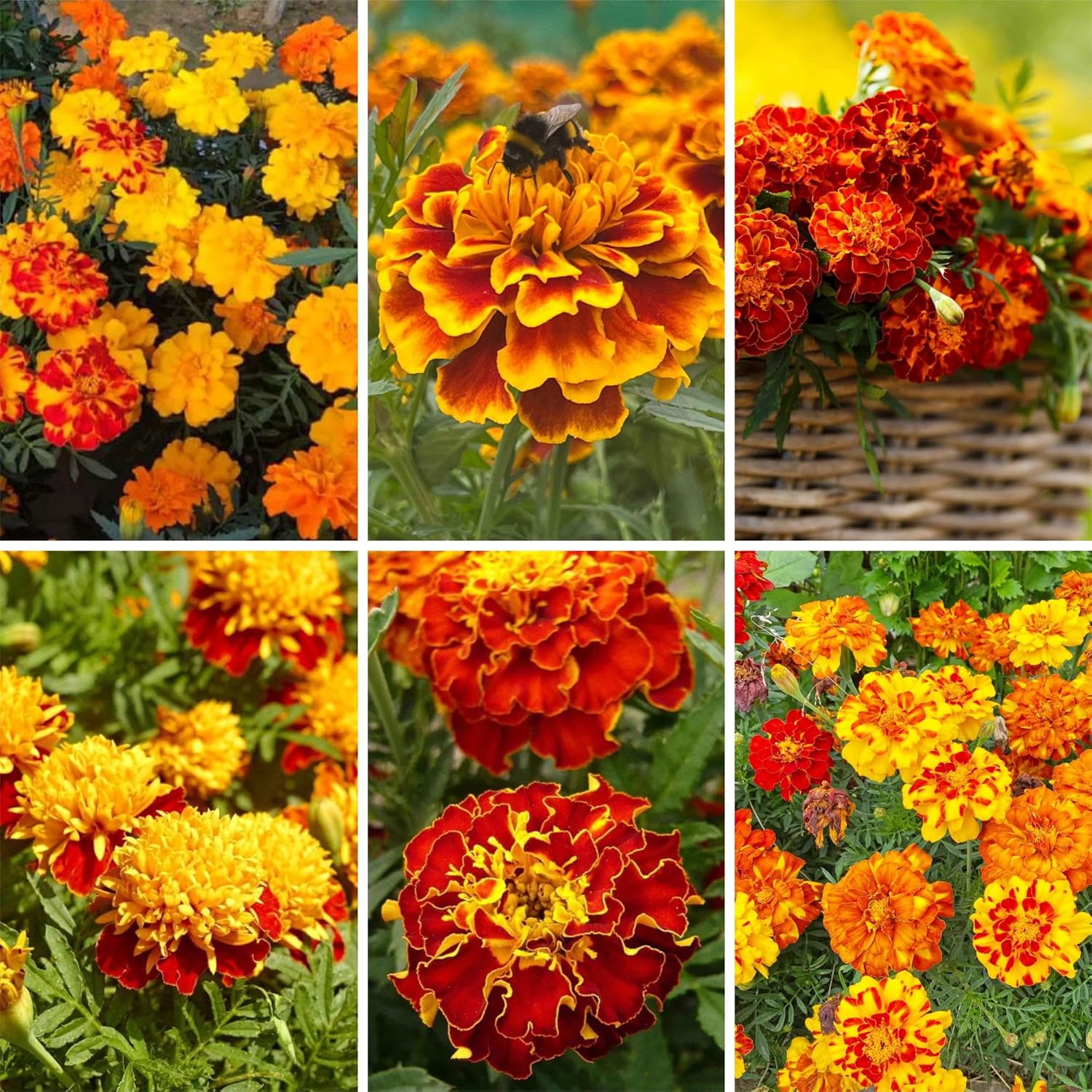 Amazon.com : Generic 100+ Mix Marigold Seeds for Planting - Annual ...