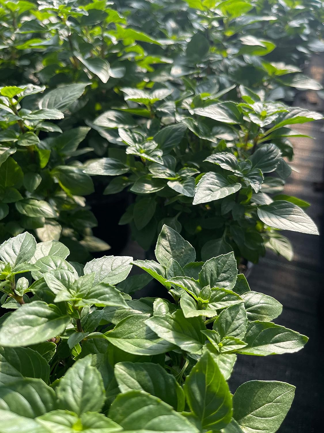 Amazon.com : Greek Columnar Basil Ocimum basilicum 25 Fresh Seeds ...