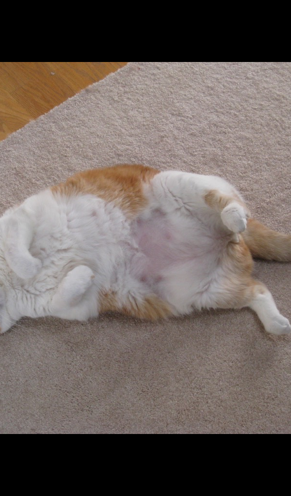 fat cat Wallpaper -- HD Wallpapers of fat cats!: app su Amazon Appstore