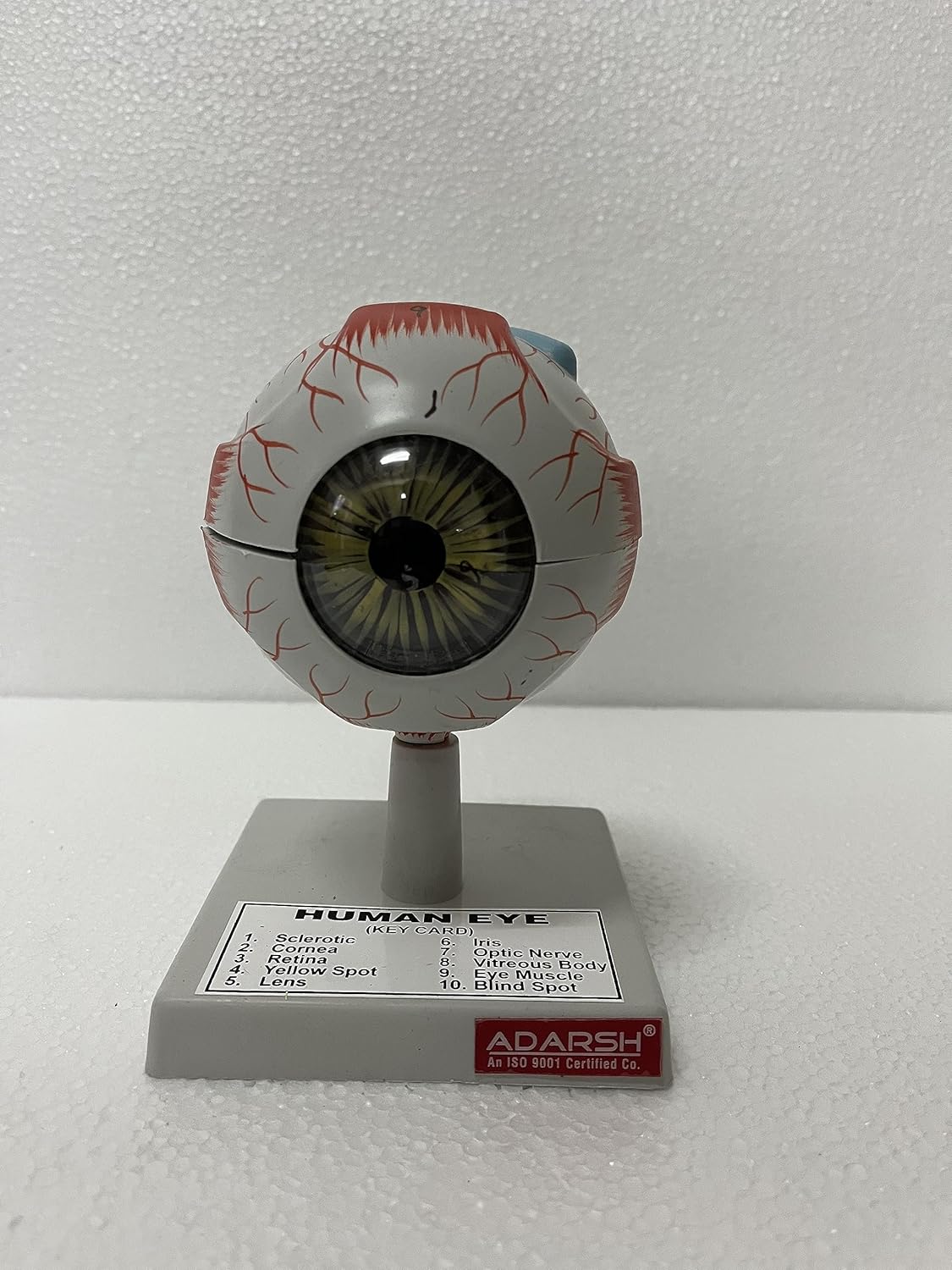 AI- Human Eye Model/Anatomical model/Used for educational purpose/Comes ...