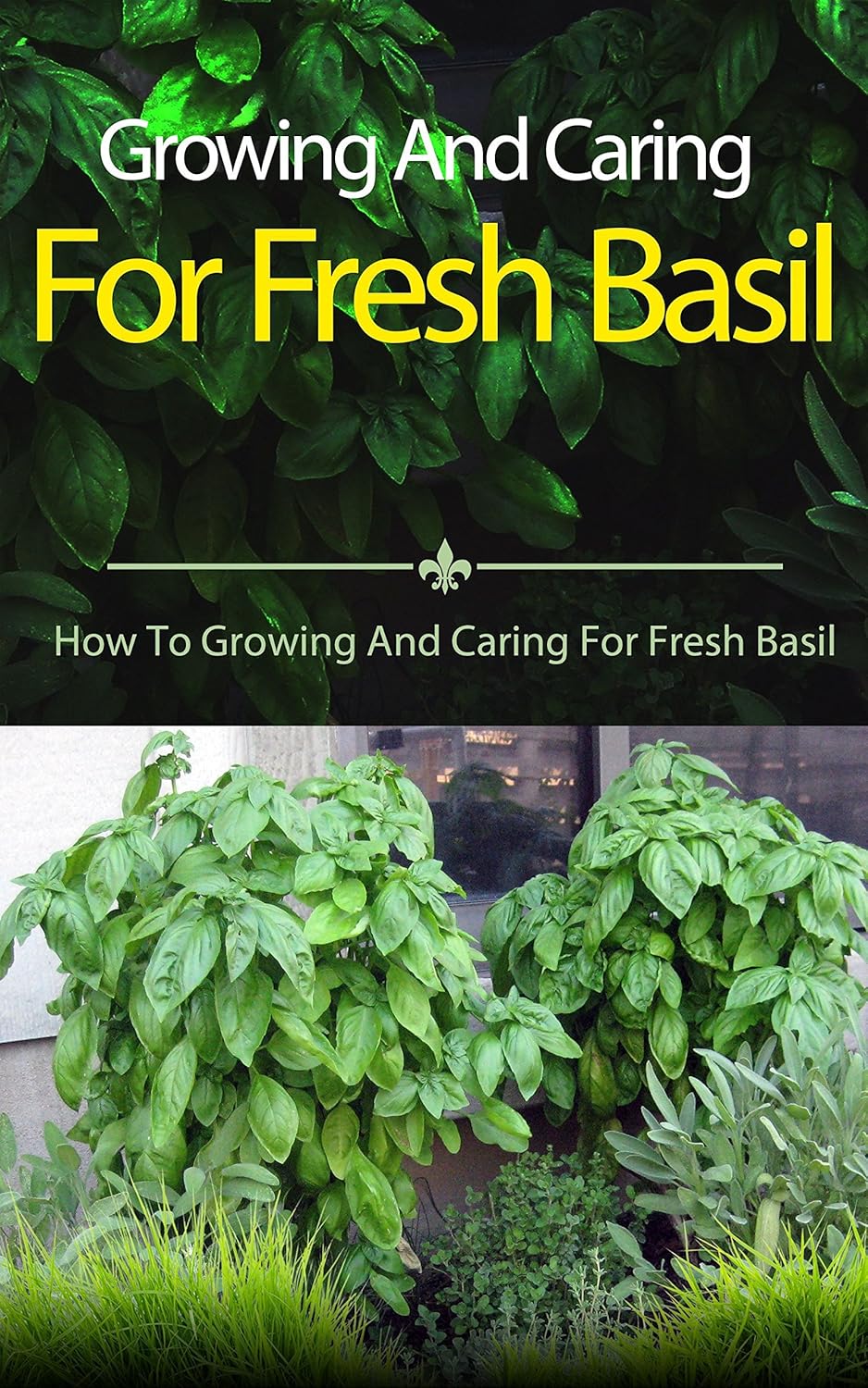 Growing And Caring For Fresh Basil: How To Growing And Caring For Fresh ...