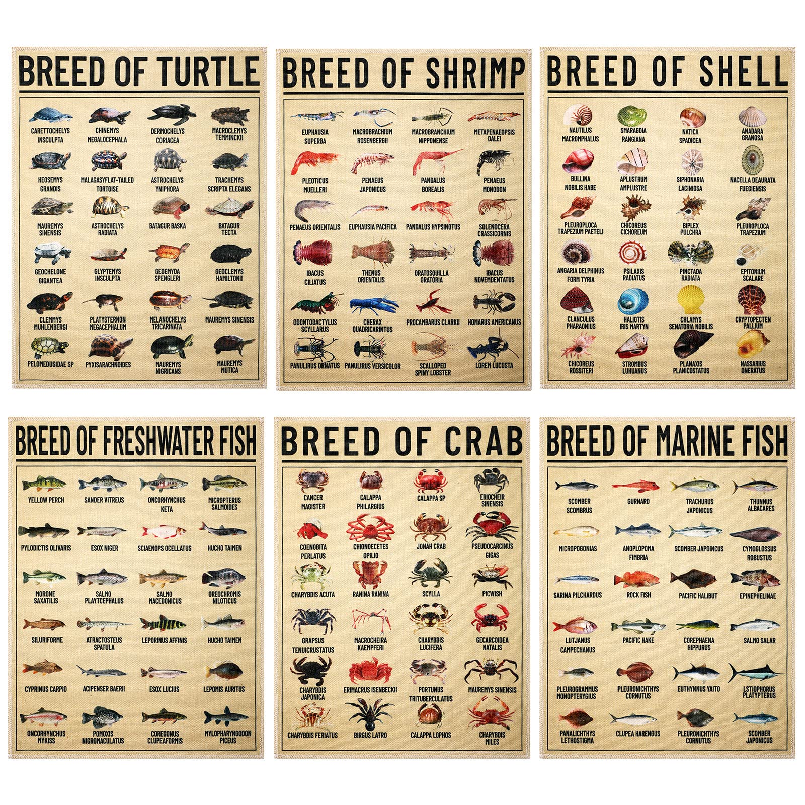 Buy Vintage Ocean Life Fish Species Chart Sea Creature , Rustic Art ...