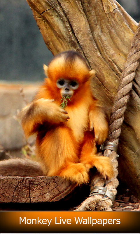 Affe Live Wallpapers:Amazon.de:Appstore for Android