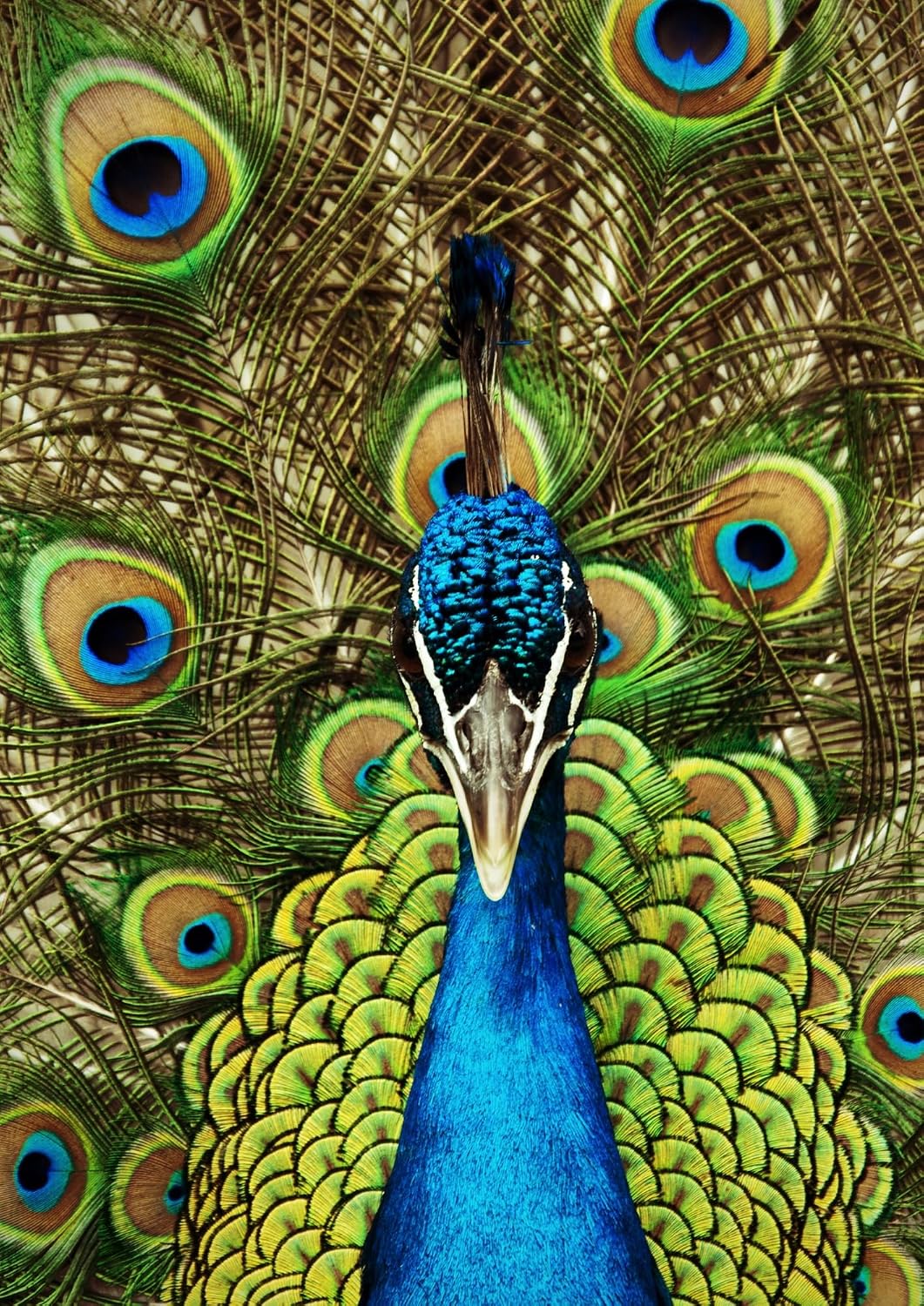 Amazon.com: Sorus Puzzles | 1000 Piece Jigsaw Puzzle | Peacock ...