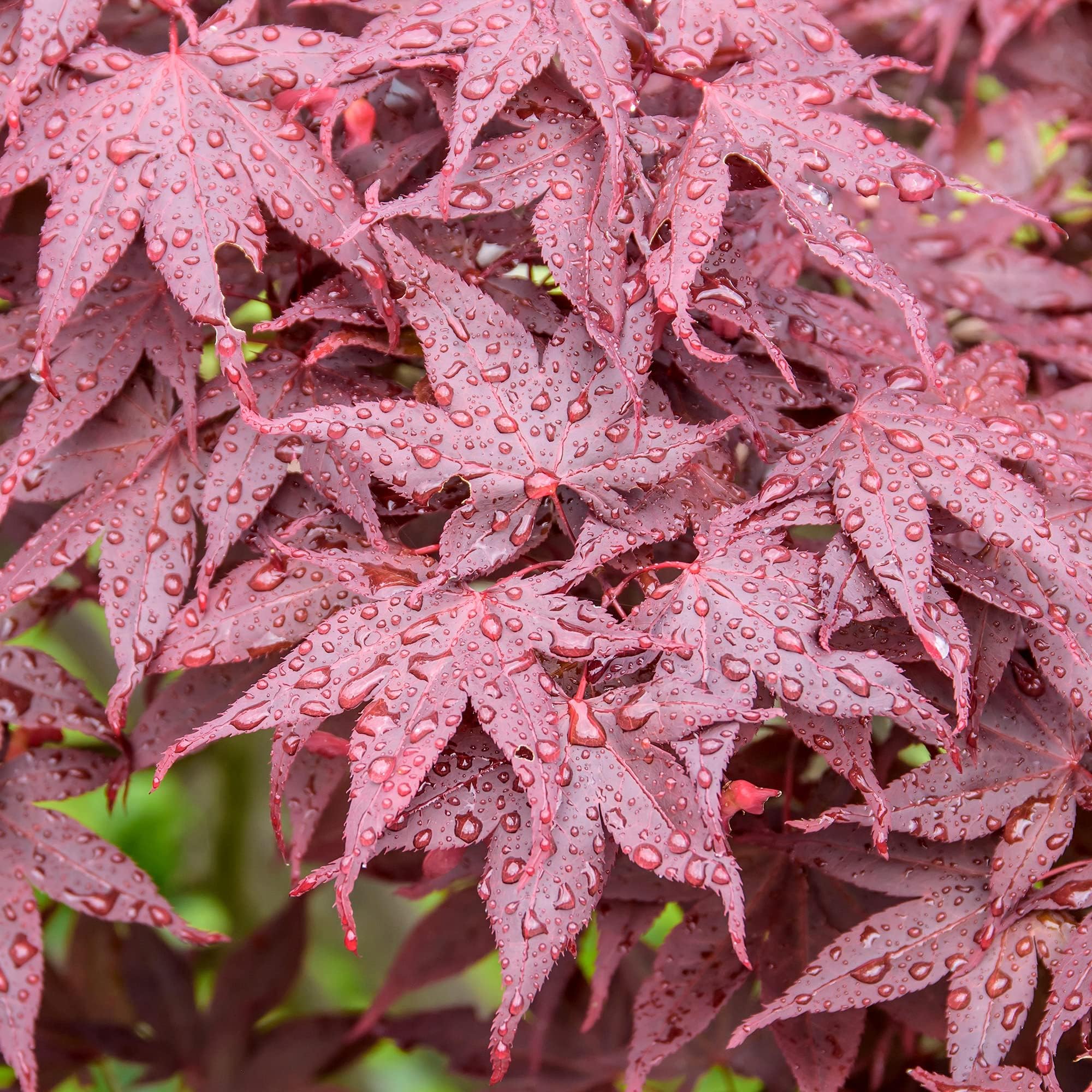 Acer palmatum atropurpureum - Red Leafed Japanese Maple - 15 Seeds ...