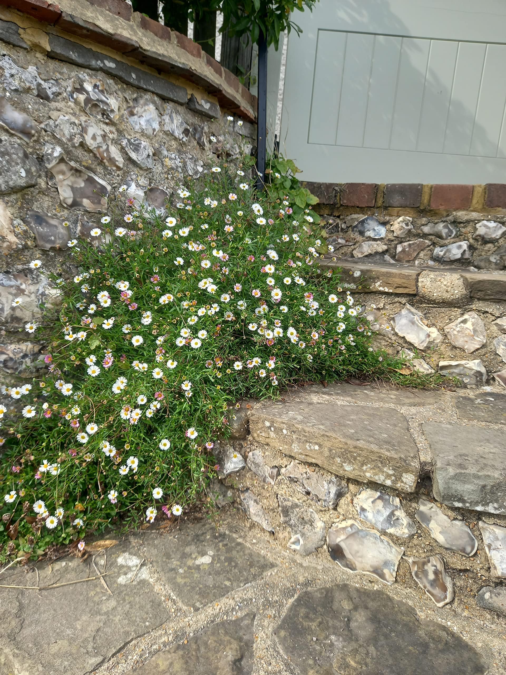 Erigeron karvinskianus 'Sea of Blossom' 6 x Plug Plants : Amazon.co.uk ...