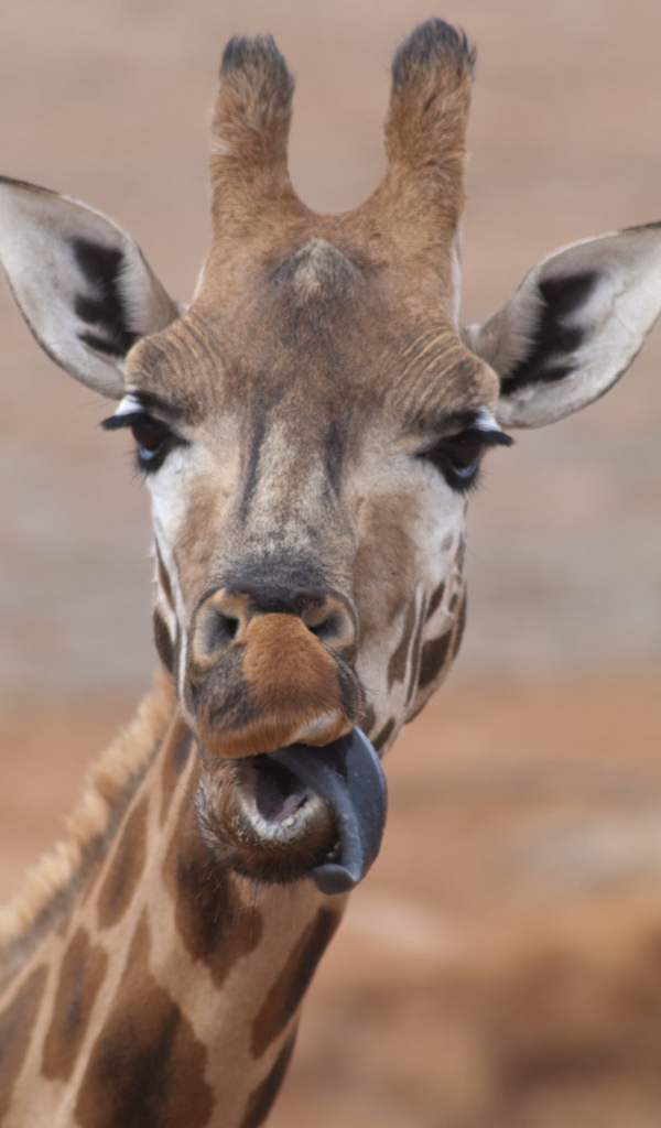 Giraffe Wallpaper -- HD Wallpapers of Giraffes!:Amazon.com:Appstore for Android