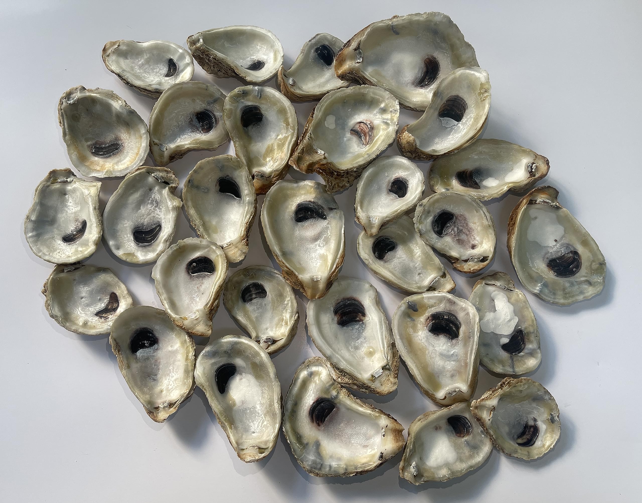 Amazon.com: Premium Oyster Shells for Fun Crafts and Decor by Memory ...