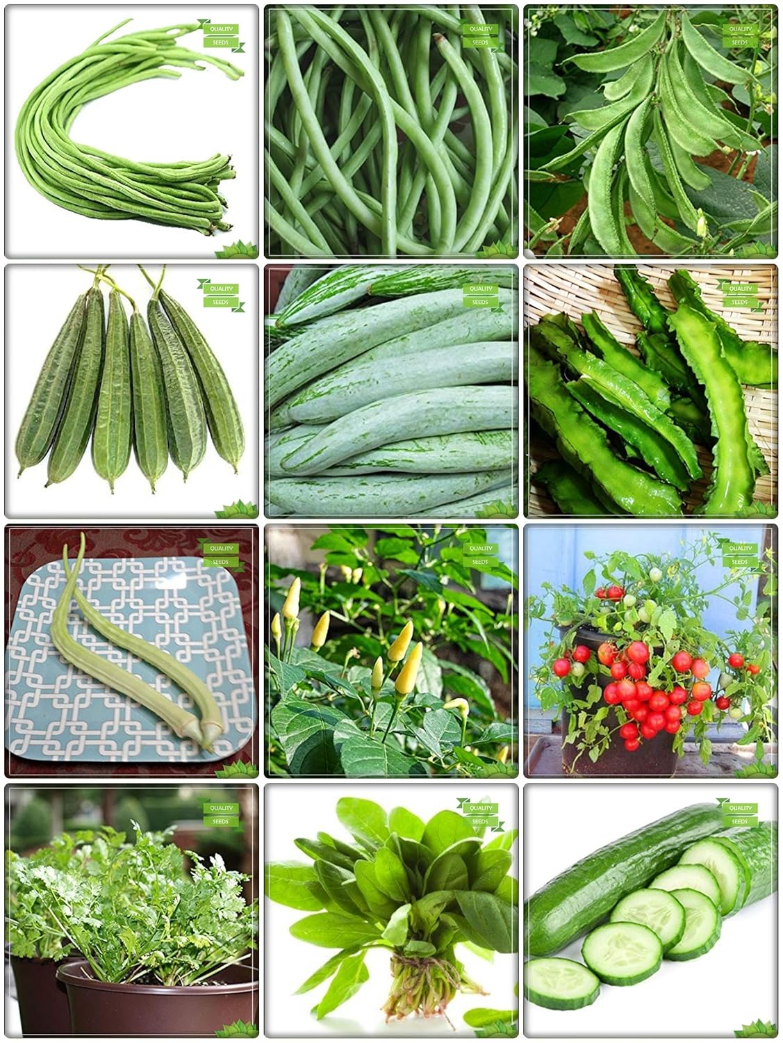 Creative Farmer Seeds Combo Vegetable Seeds : Cowpea (Vj ), Cowpea ...