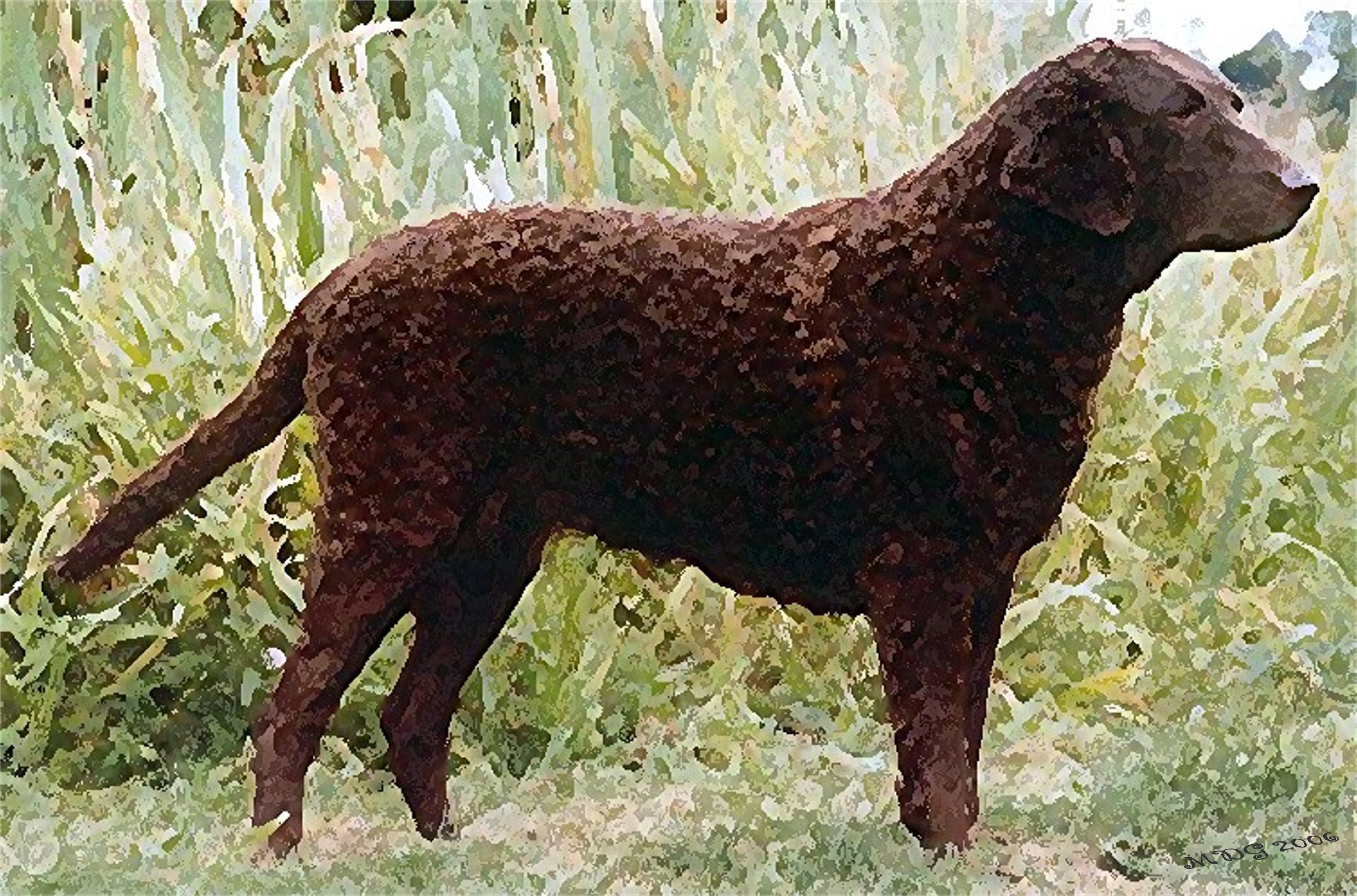 Curly Coated Retriever Puppies