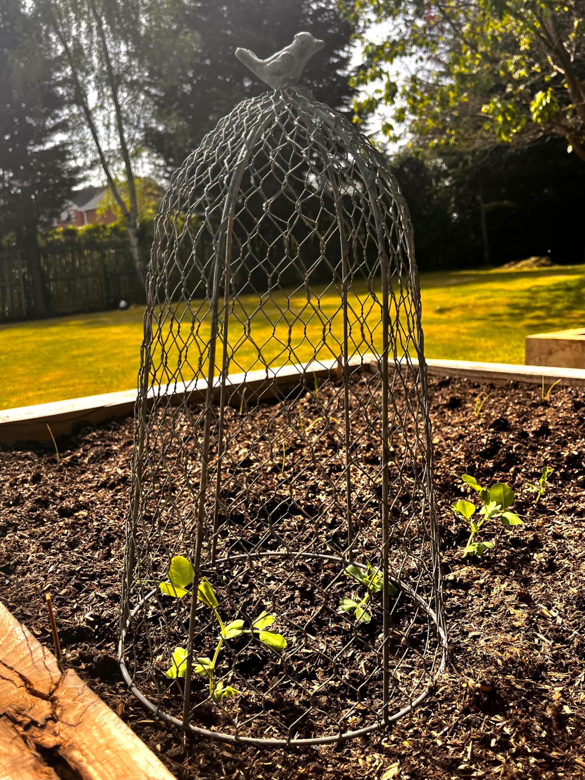 GardenSkill Bamboo Bell Cloche - Garden Plant Protection Cover for ...