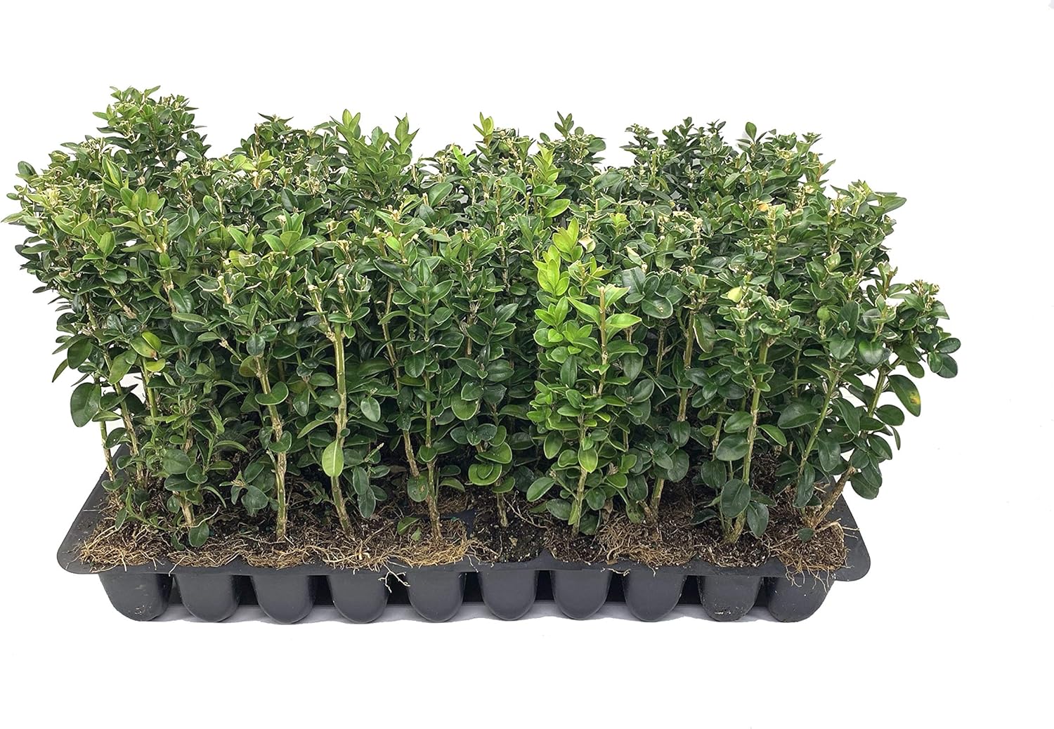 Amazon.com : Green Mountain Boxwood - 10 Live Plants - Buxus - Fast ...