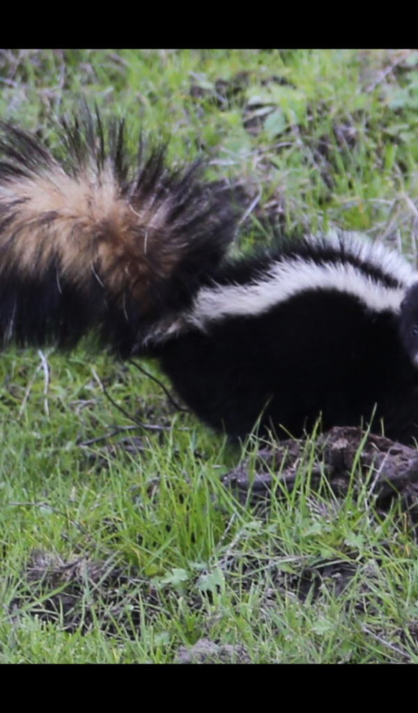 cute skunk Wallpaper -- HD Wallpapers of cute skunks! - App on the ...