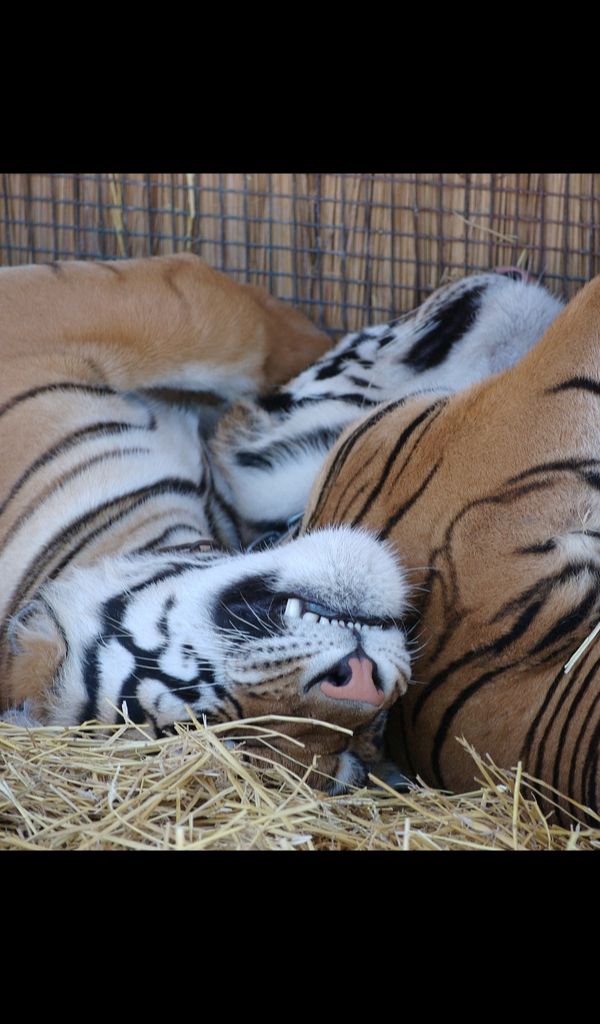 Animals Snuggling Wallpaper -- HD Wallpapers of Animals Snuggling ...