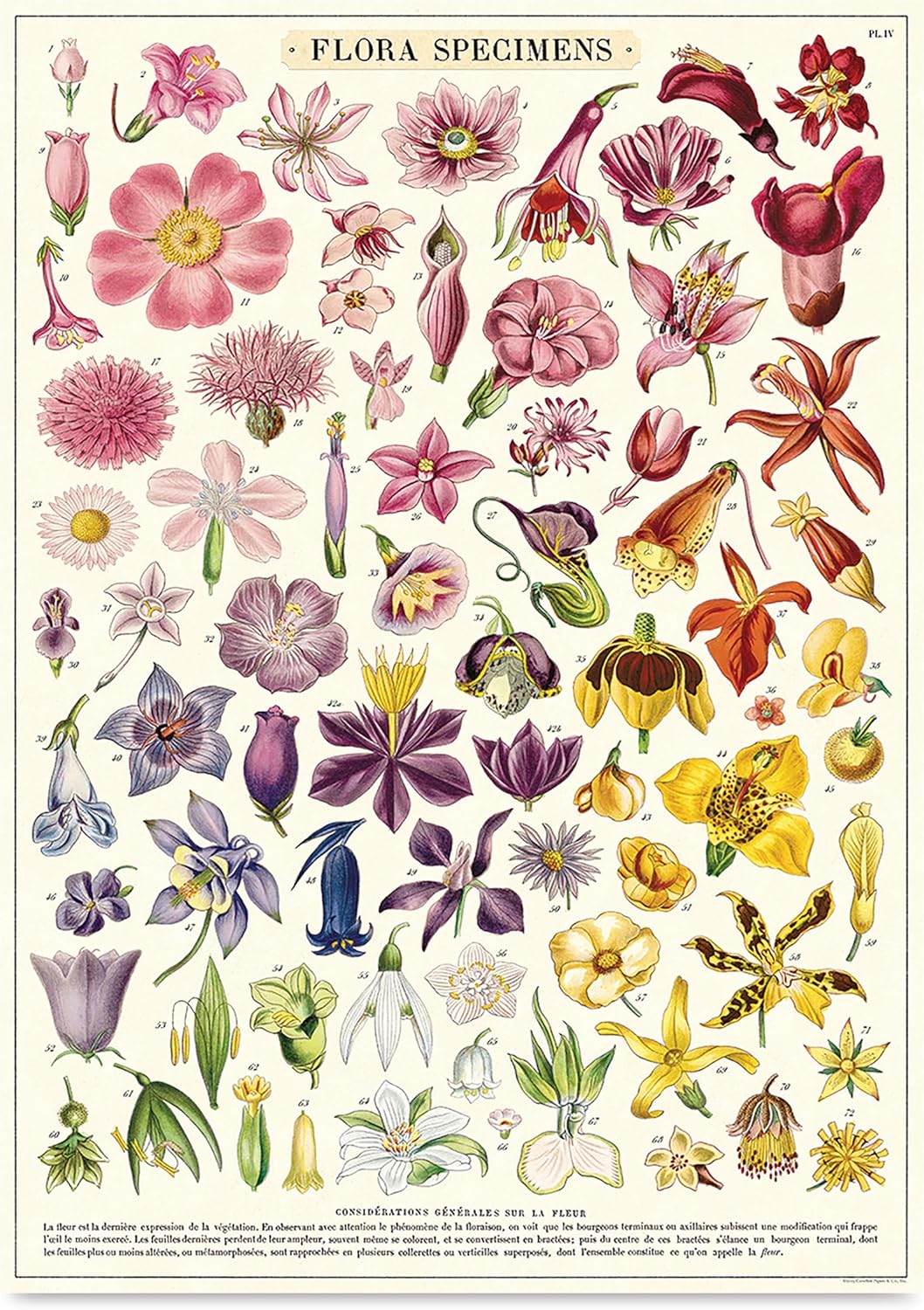 Amazon.com: Cavallini & Co. Decorative Wrap Poster, Flora Specimens, 20 ...