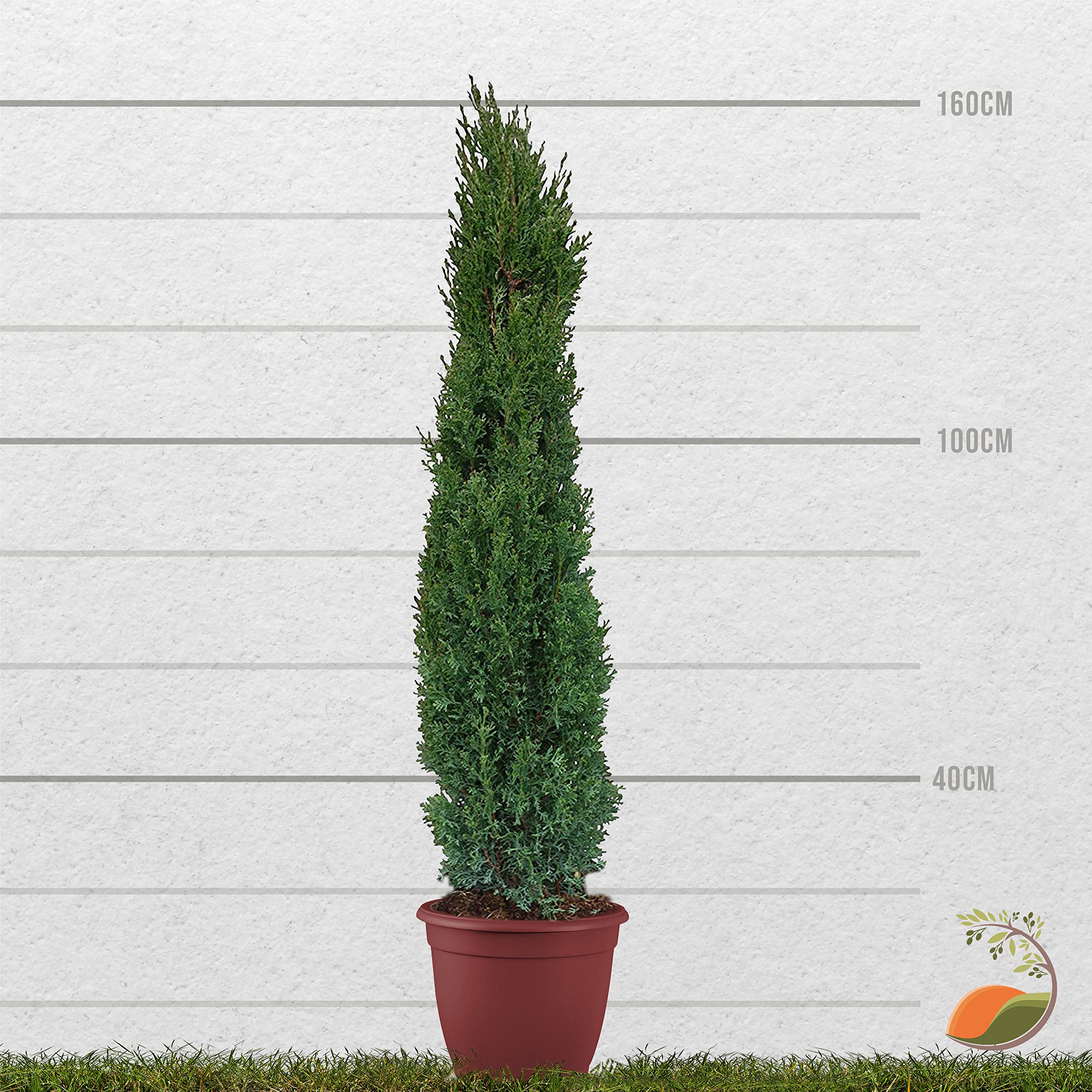 Italian Cypress Plant Italian Cypress Trees. Cupressus Sempervirens We