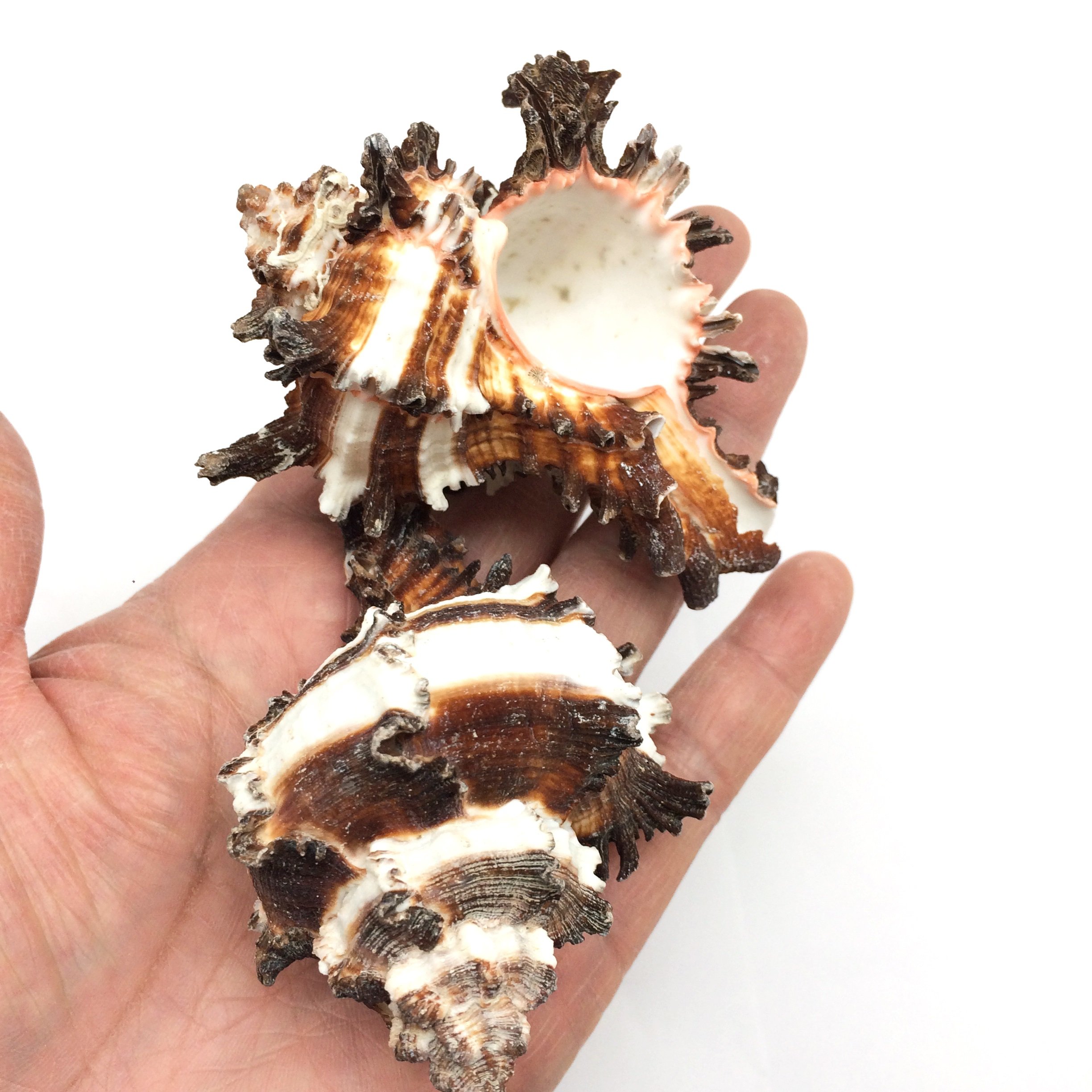 Amazon.com: PEPPERLONELY 6 PC Endive Murex Shells Brown Striated Shells ...