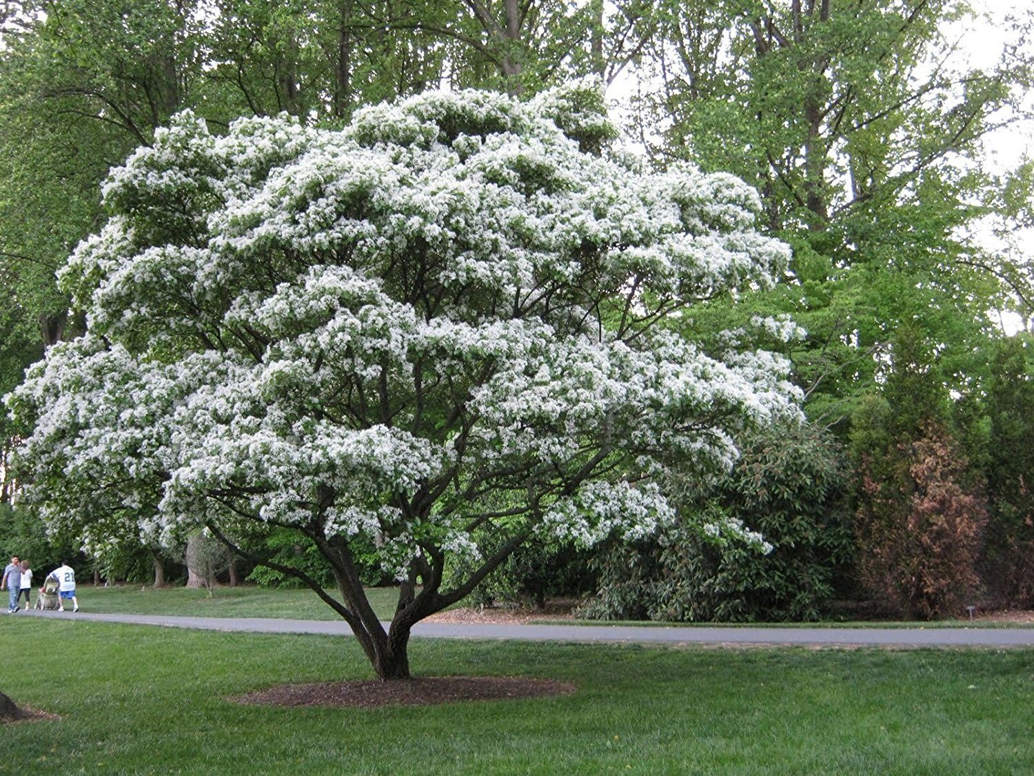 Amazon.com : White Fringe Tree 35 Seeds (Chionanthus virginicus ...