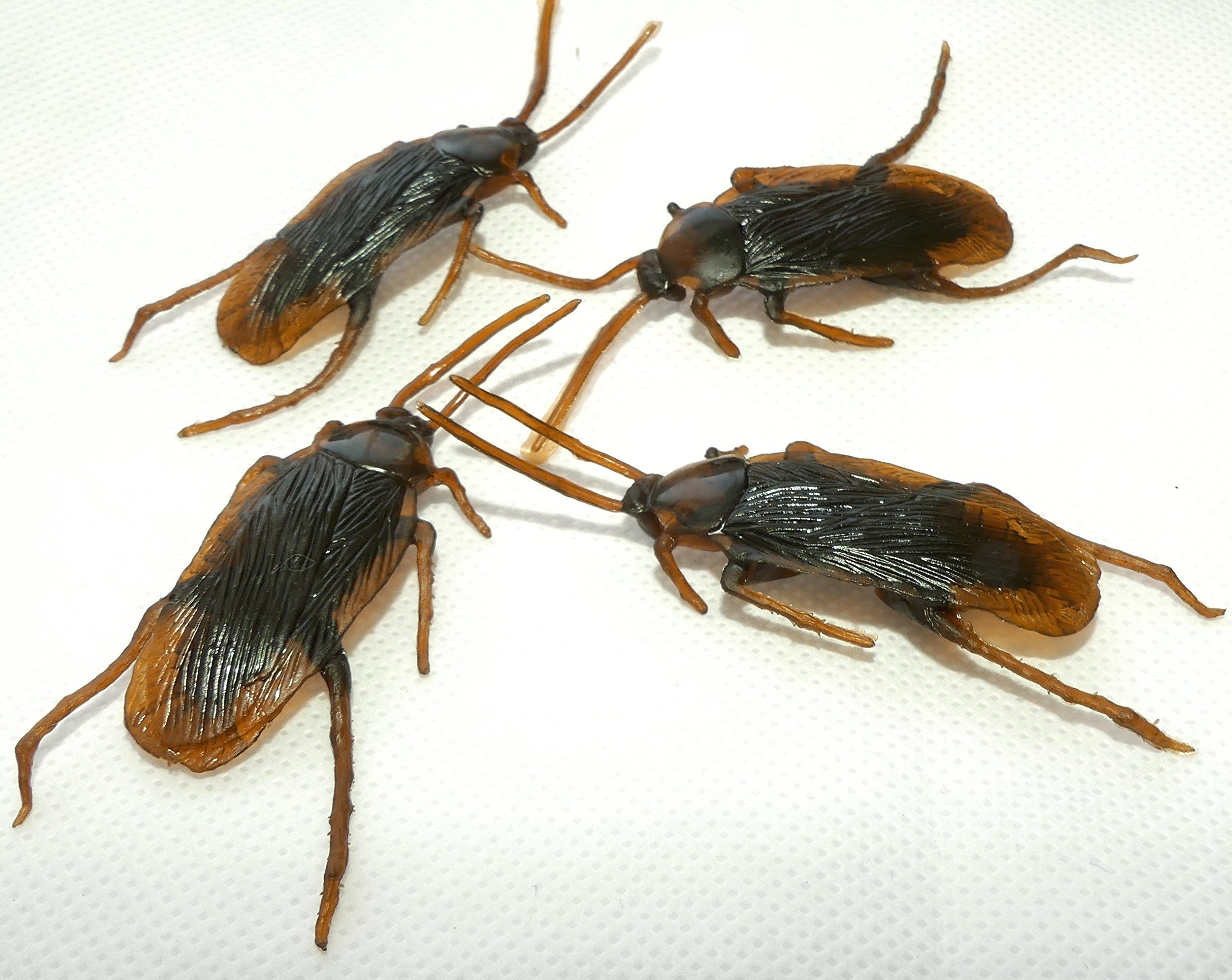 House Full Of Disgusting Cockroaches