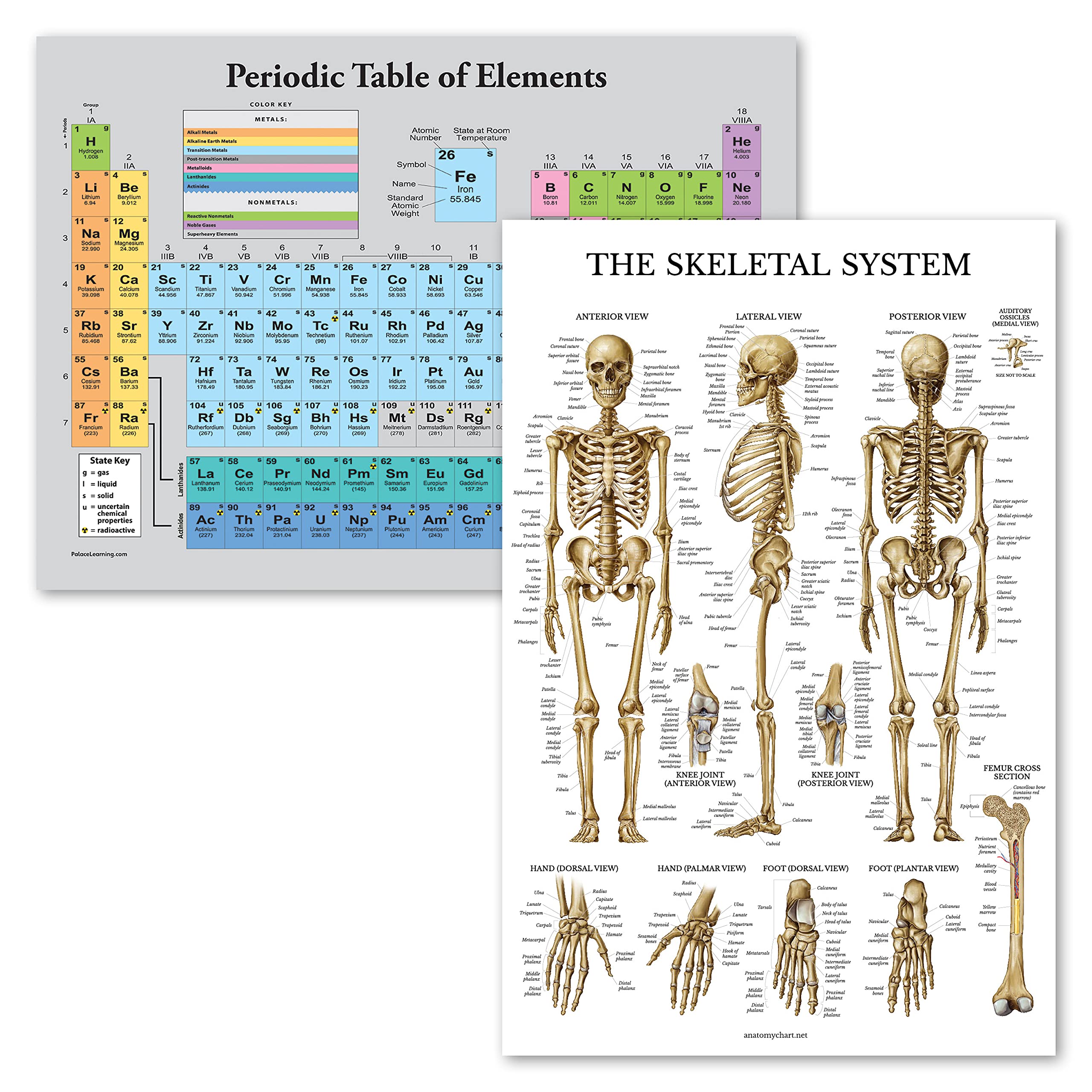 2 Pack Periodic Table Of The Elements Poster Grey Skeletal | Desertcart ...