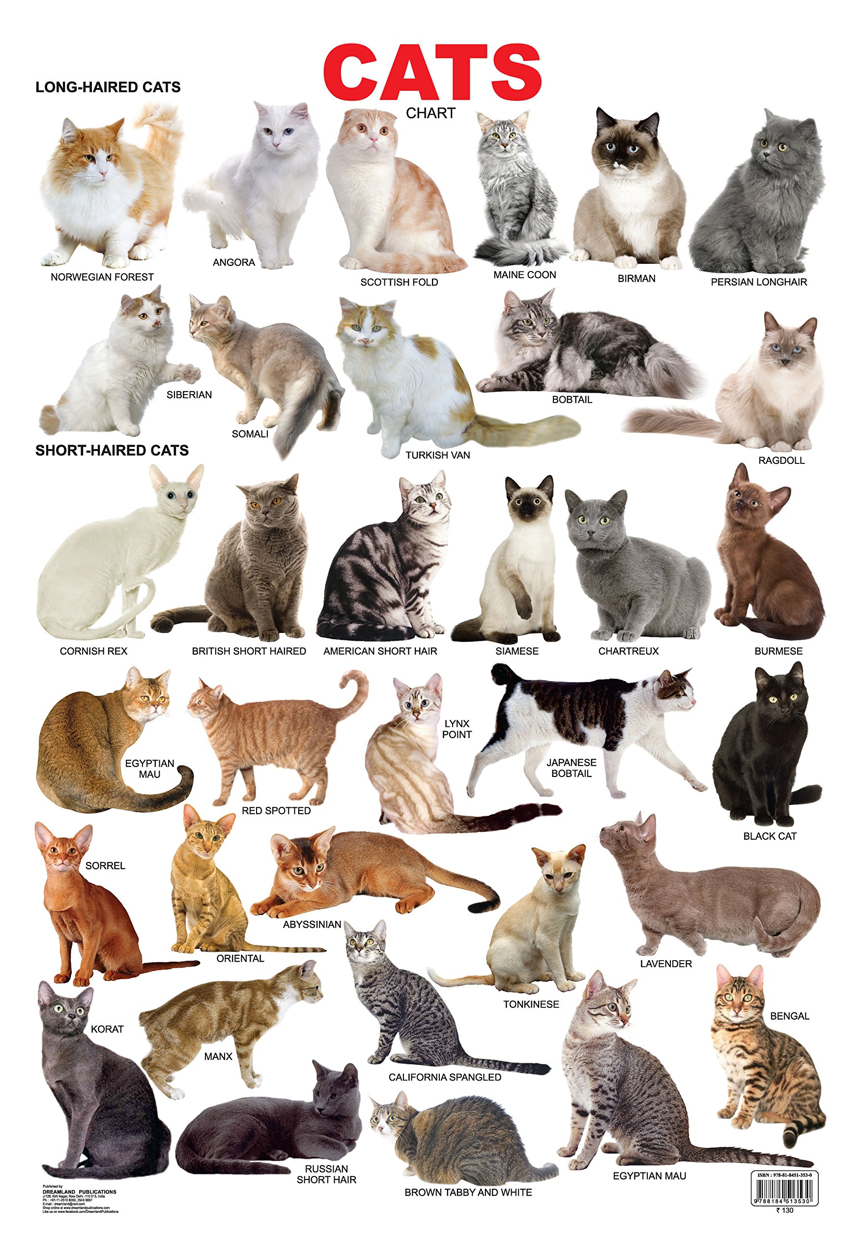 Buy Cat Chart Online at desertcartINDIA