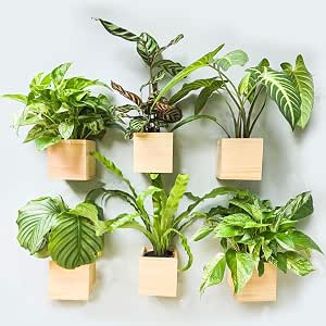 LaLaGreen Wooden Planter Box for Plants (4x4 Inch, 6 Pack) Small Square ...