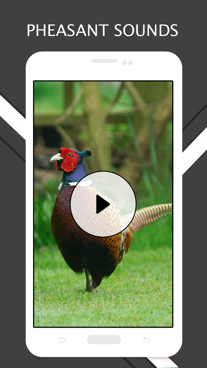 Pheasant Sounds And Ringtones - App on Amazon Appstore