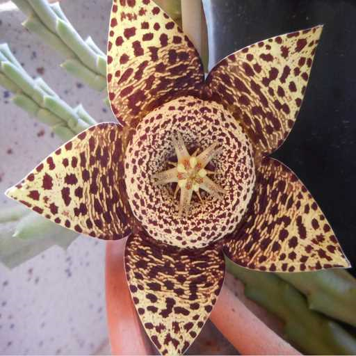 Musera - App on Amazon Appstore