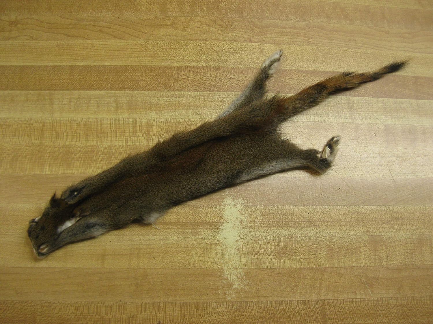 Amazon.com: Canadian Red Squirrel Crafts Tanned Fur #2 Quality Fur