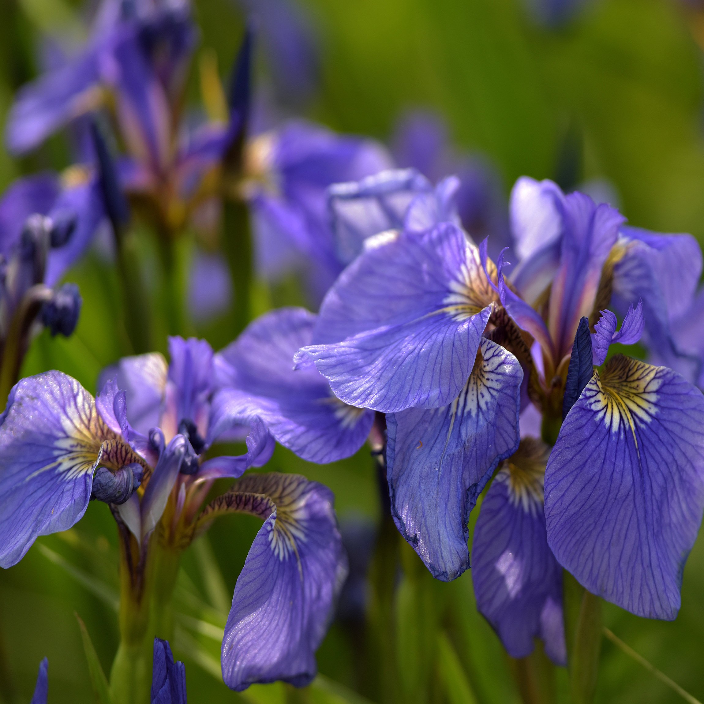 Amazon.com : Outsidepride 25 Seeds Perennial Blue Iris Setosa Flower Seeds for Planting : Patio ...