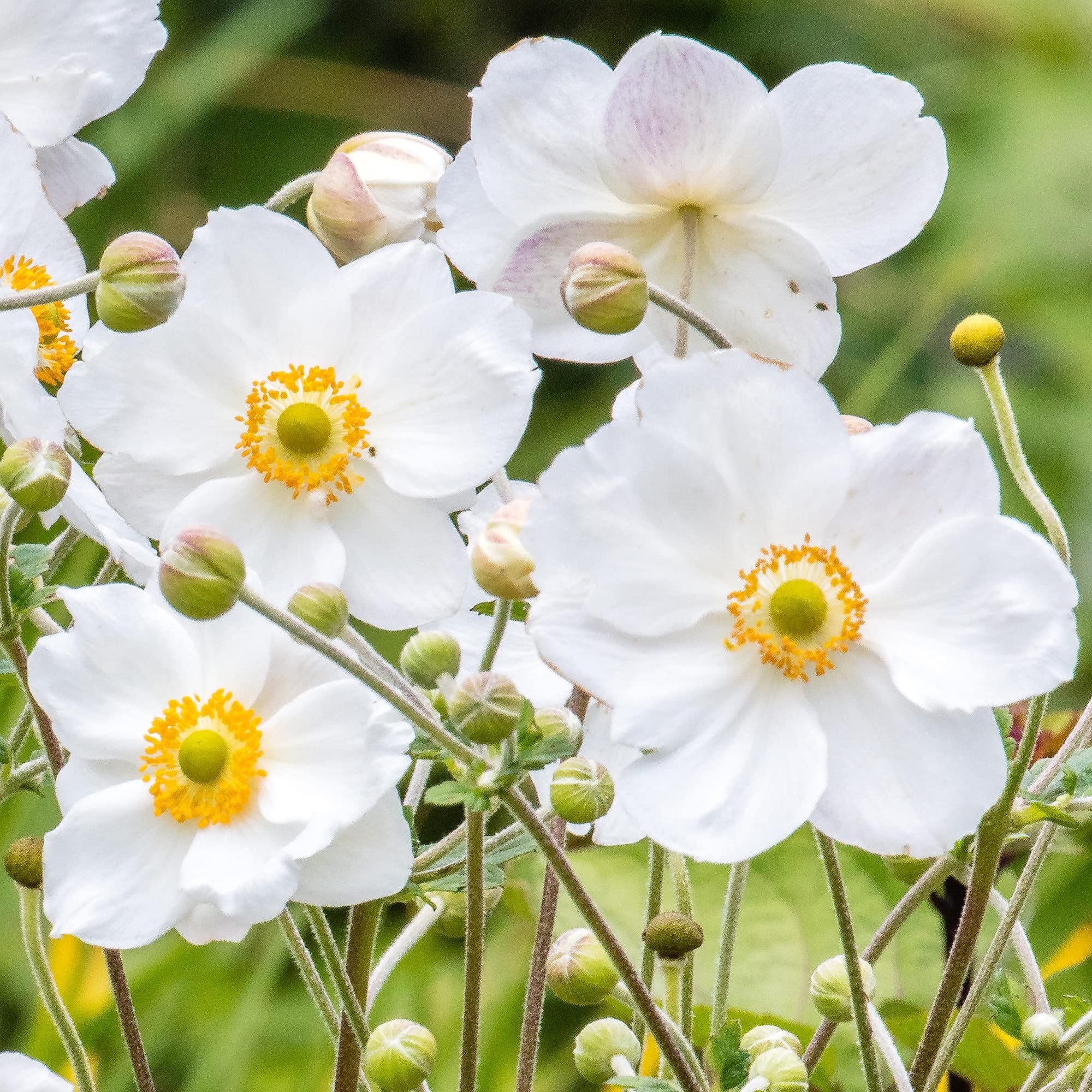 Japanese Anemone Plant