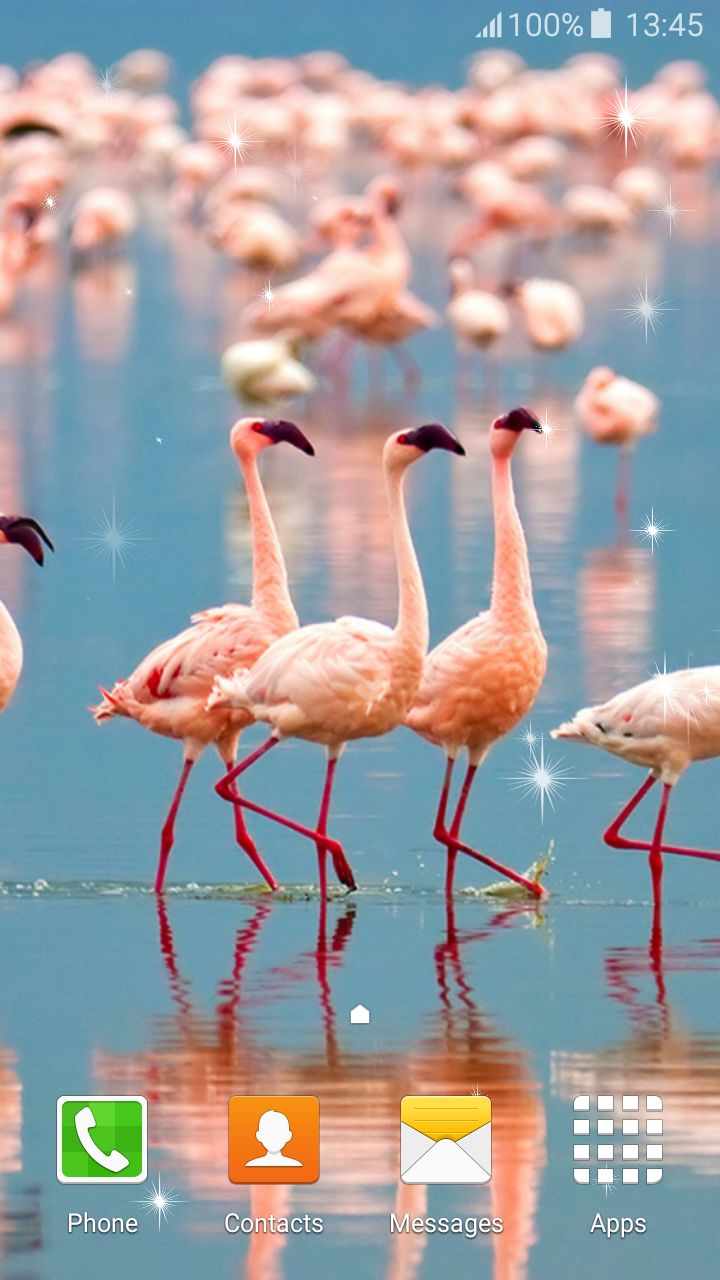 Birds Live Wallpapers - App on Amazon Appstore