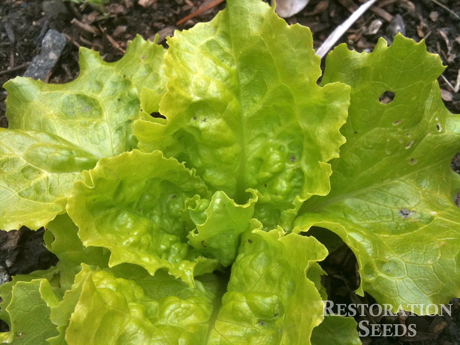 Amazon.com : Australian Yellow lettuce : Patio, Lawn & Garden