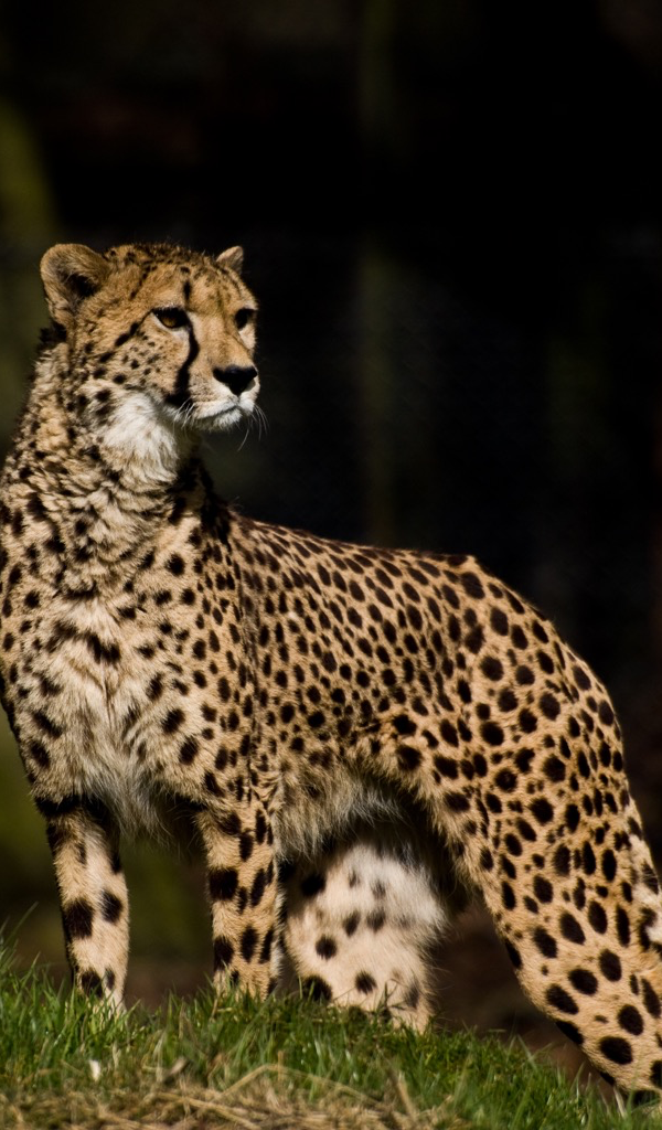 Cheetah Wallpaper -- HD Wallpapers of Cheetah! - App on Amazon Appstore