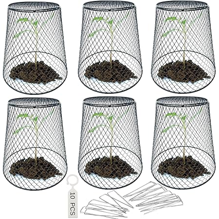 Amazon.com : Heidi Tomato Plant Cover Rats Proof Protectors from ...