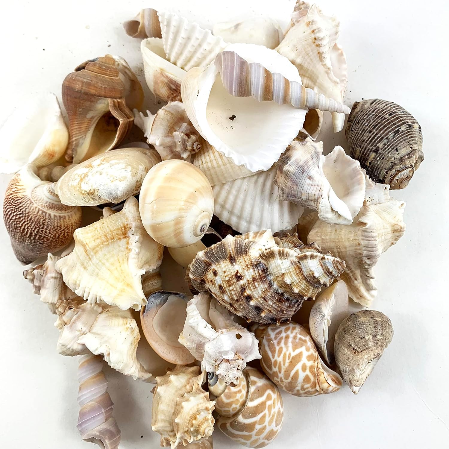 Amazon.com: Heyiwell 1LB Mix Large Indian Shell for DIY Craft Home ...