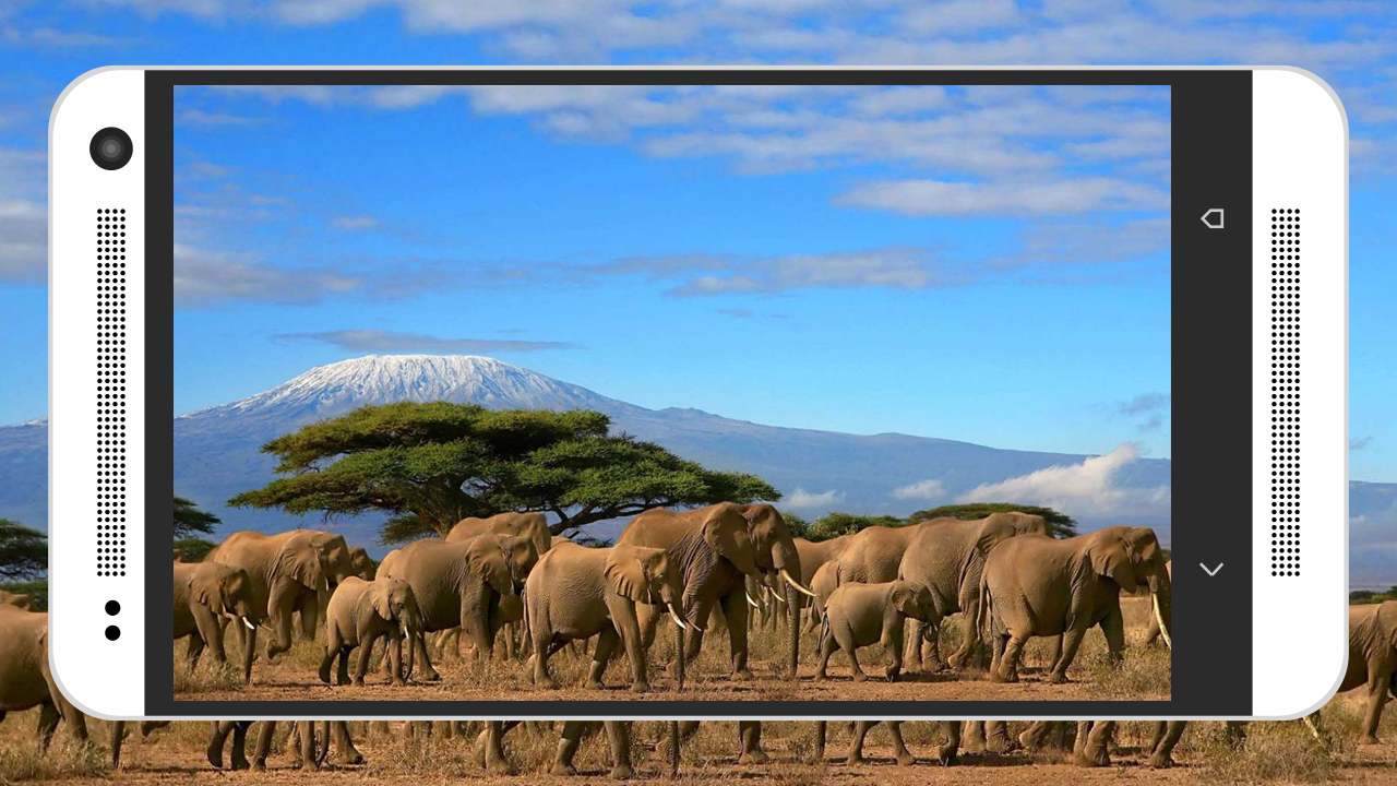 Animal & Birds Wallpapers - App on Amazon Appstore