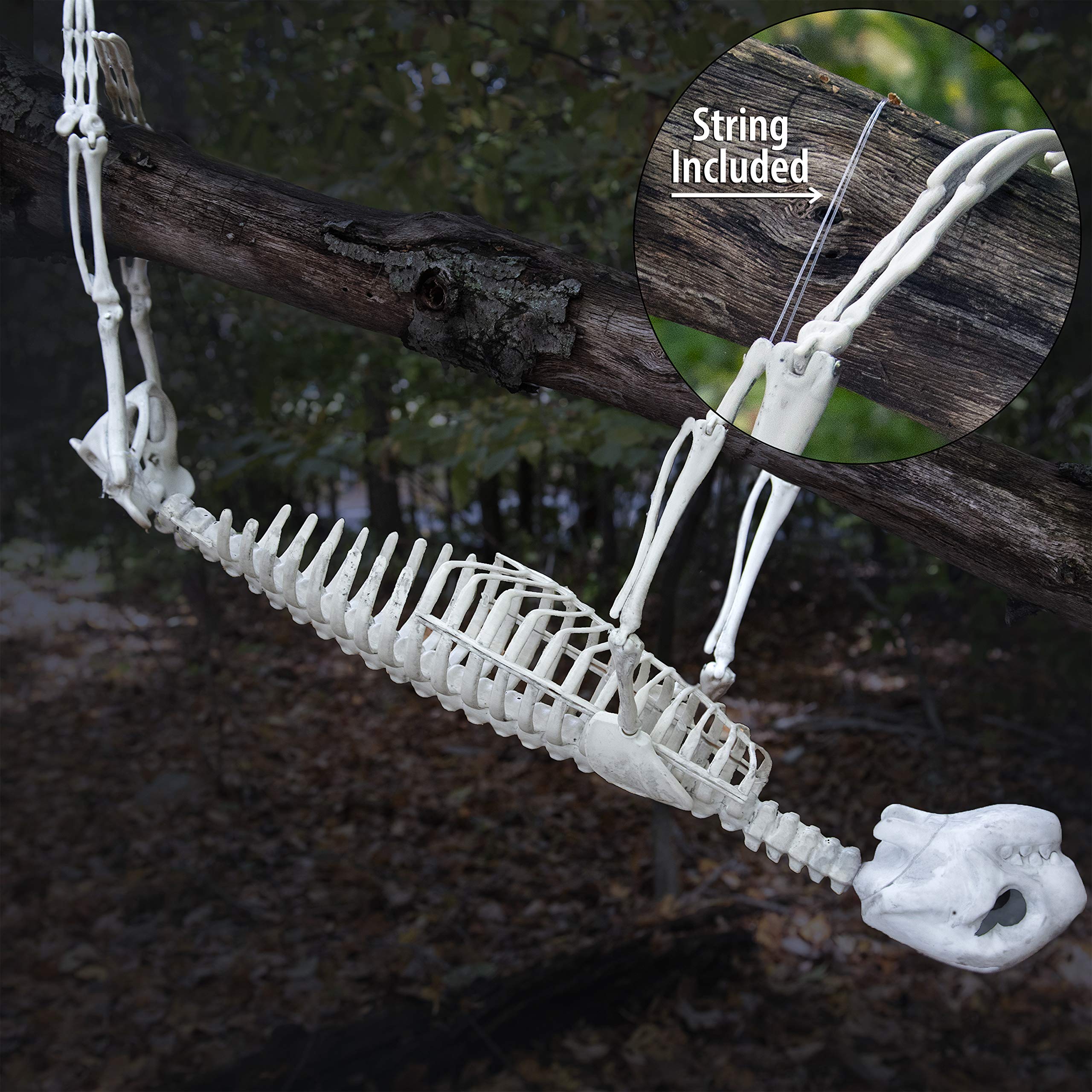 Halloween Sloth Skeleton (Giant 2 Ft Long) with Easy-to-Hang Limb ...