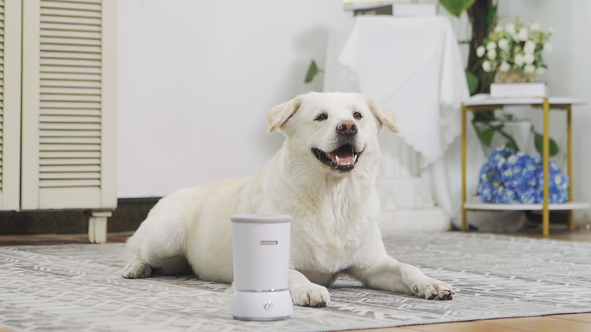 Watch DOGNESS Rechargeable Paw Cleaner for Dogs on Amazon Live