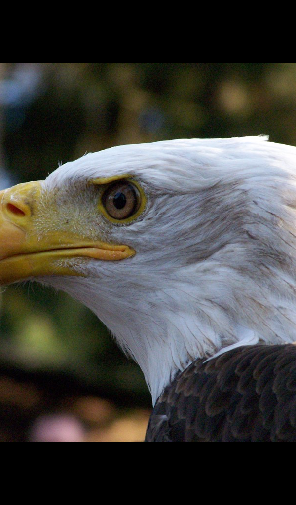 Bald Eagle Wallpaper -- HD Wallpapers of Bald Eagles! - App on Amazon Appstore