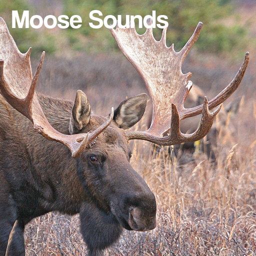 Moose Sounds - App on Amazon Appstore