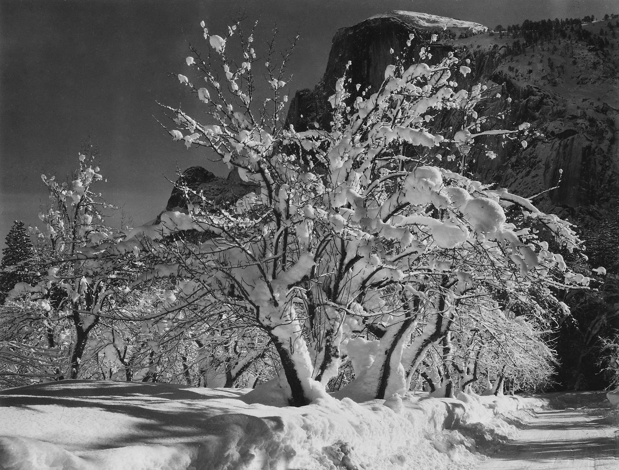 Ansel Adams Tree Snow