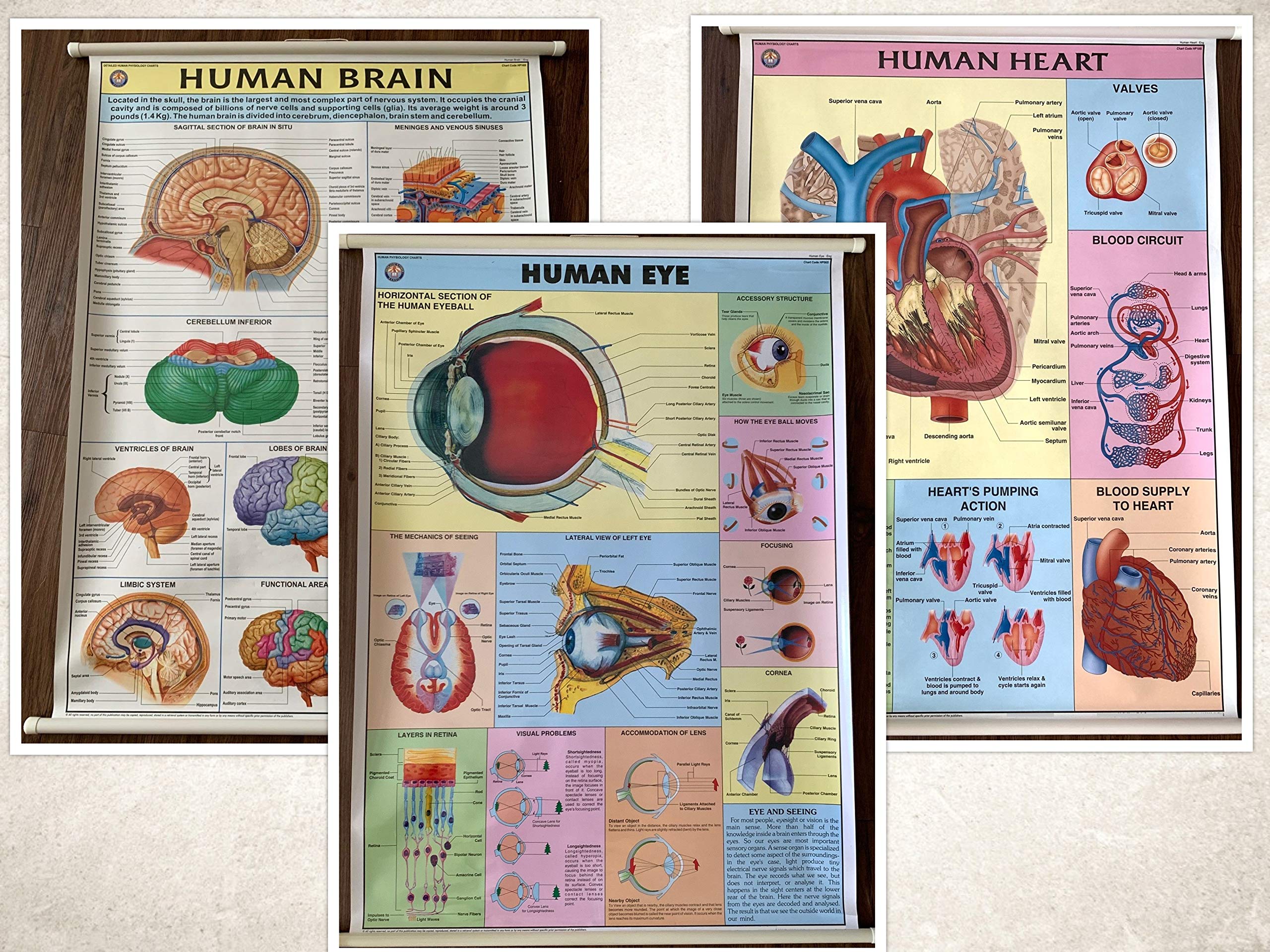 Buy Combo Of 3 Big Charts Heart Eye And Brain Big Size 39 X 27 
