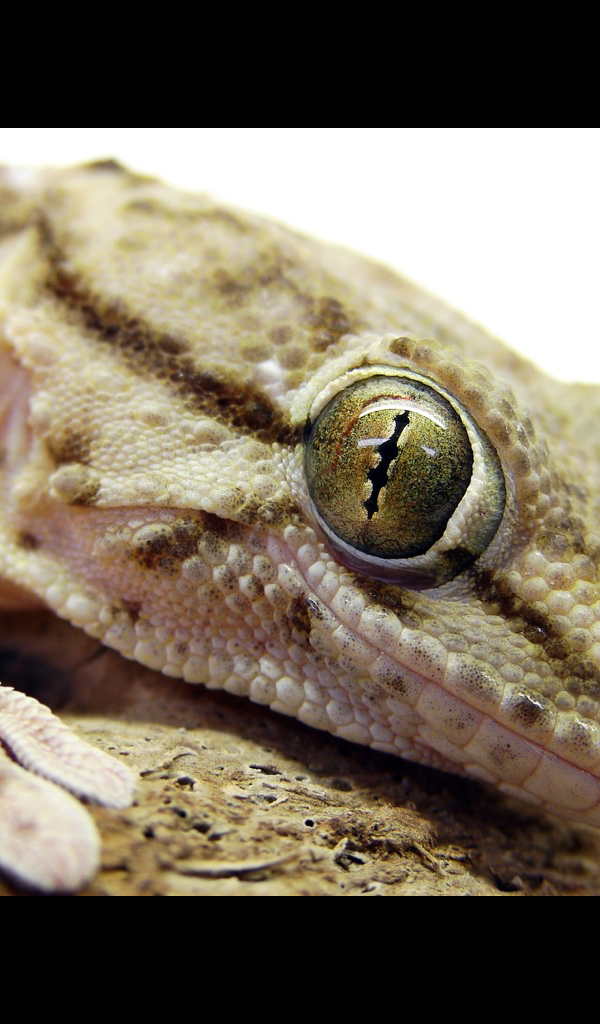 Gecko Wallpaper -- HD Wallpapers of Gecko! - App on Amazon Appstore